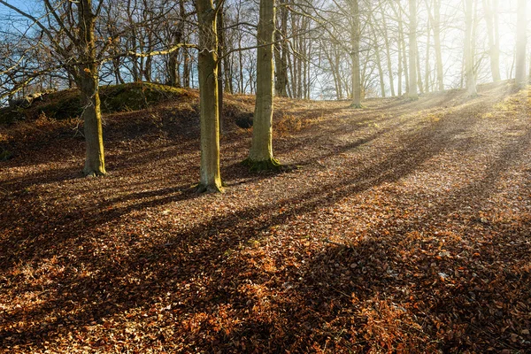 Recreation area with fallen dried leaves in a forest setting dur ...