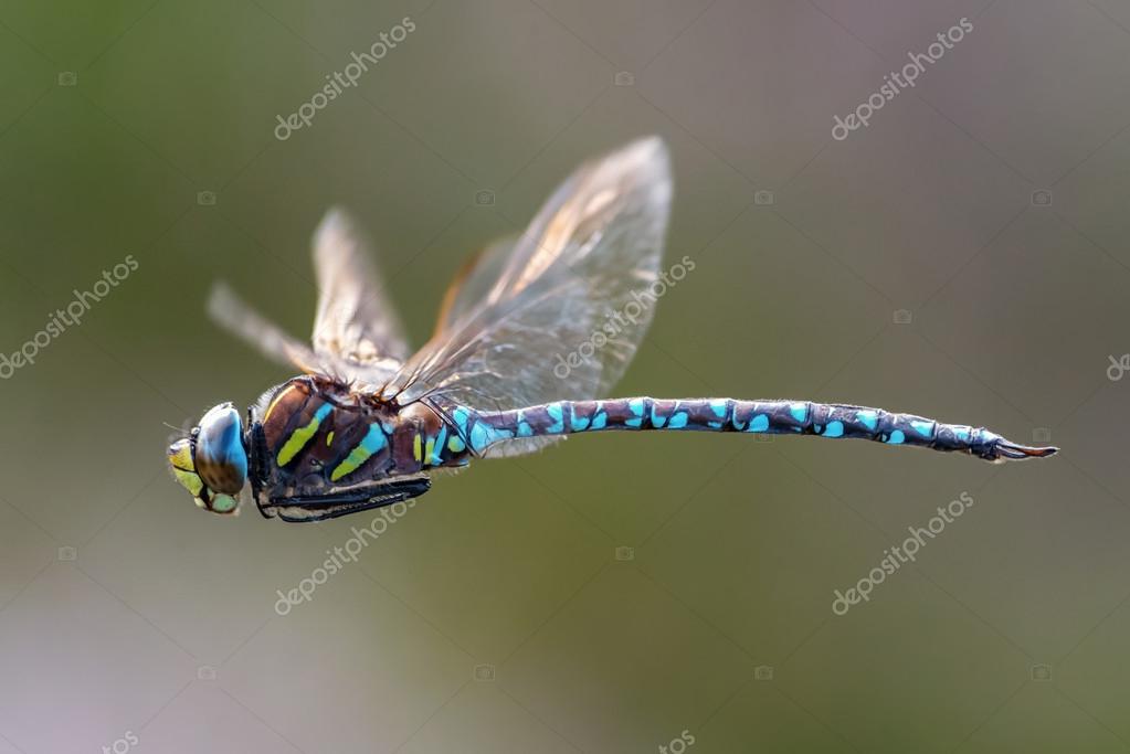 Colorful dragonfly in flight — Stock Photo © steho #51407119