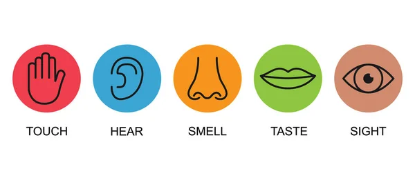 Os cinco sentidos Stock Photos, Royalty Free Os cinco sentidos Images ...