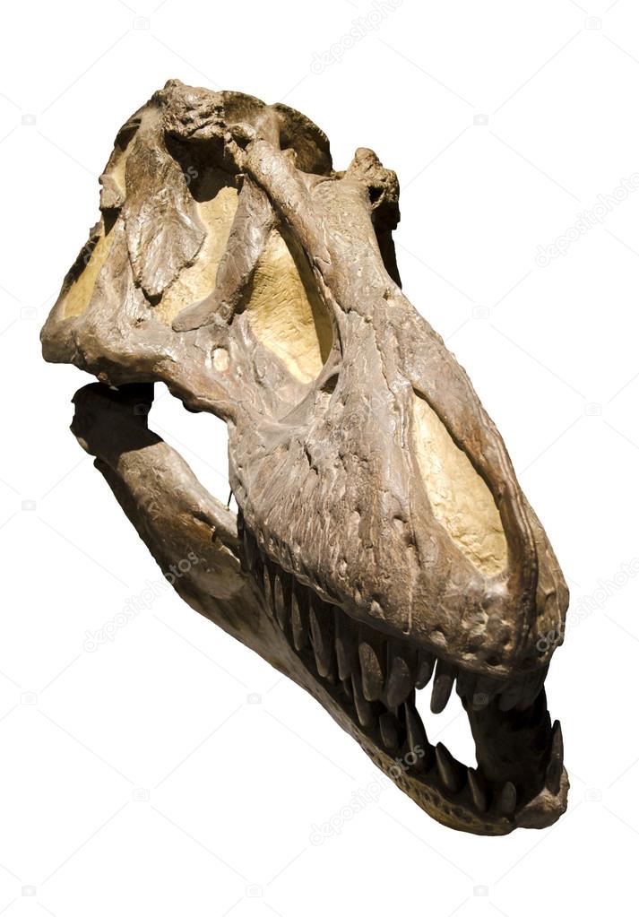Tyrannosaurus Rex head over white isolated background — Stock Photo ...