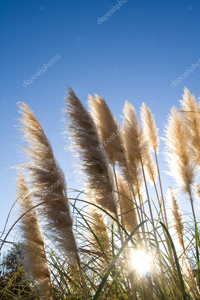 Pampas grass in silhouette Stock Photo by ©Lusoimages 13295787