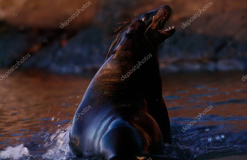 Los leones marinos son pinnípedos caracterizados por orejeras externas ...