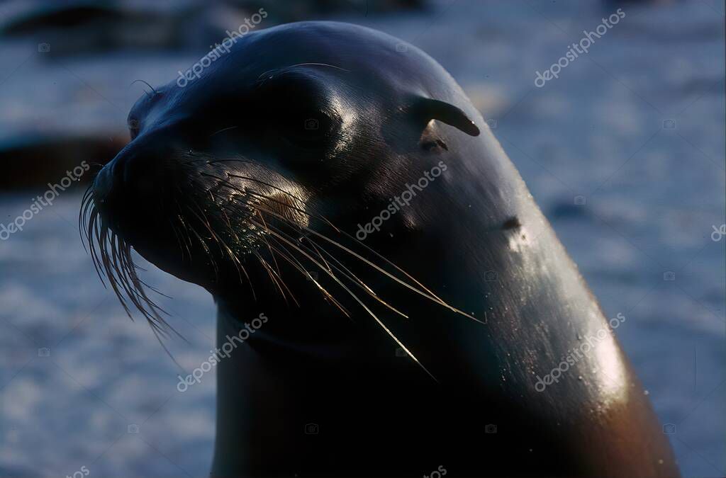 Los leones marinos son pinnípedos caracterizados por orejeras externas ...