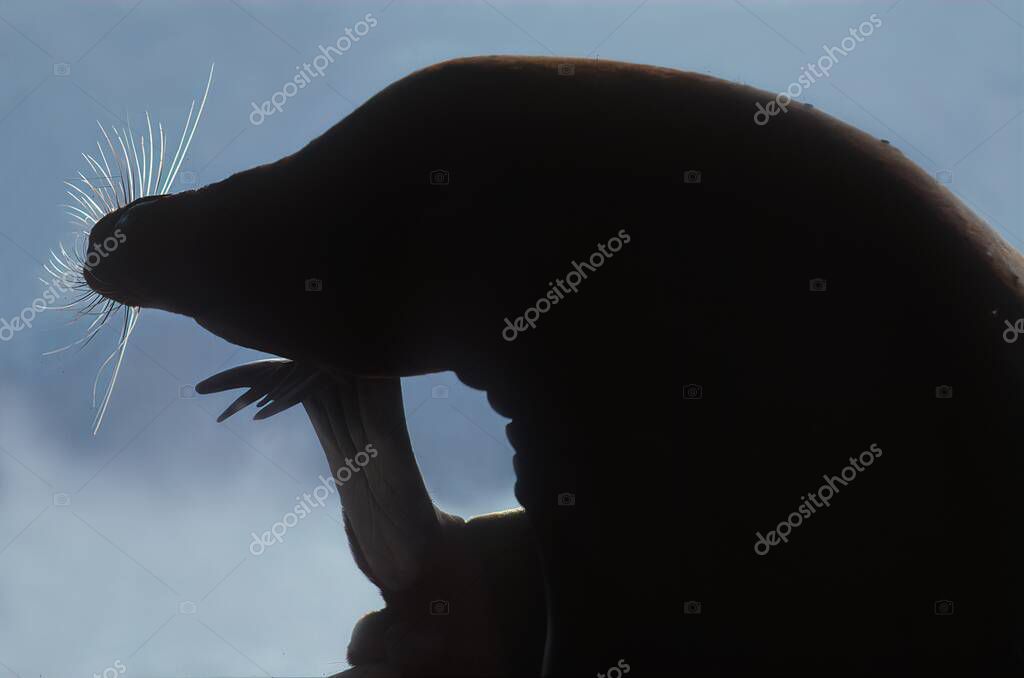 Los leones marinos son pinnípedos caracterizados por orejeras externas ...