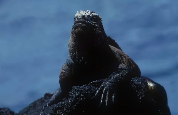 Lagarto do mar negro Stock Photos, Royalty Free Lagarto do mar negro ...