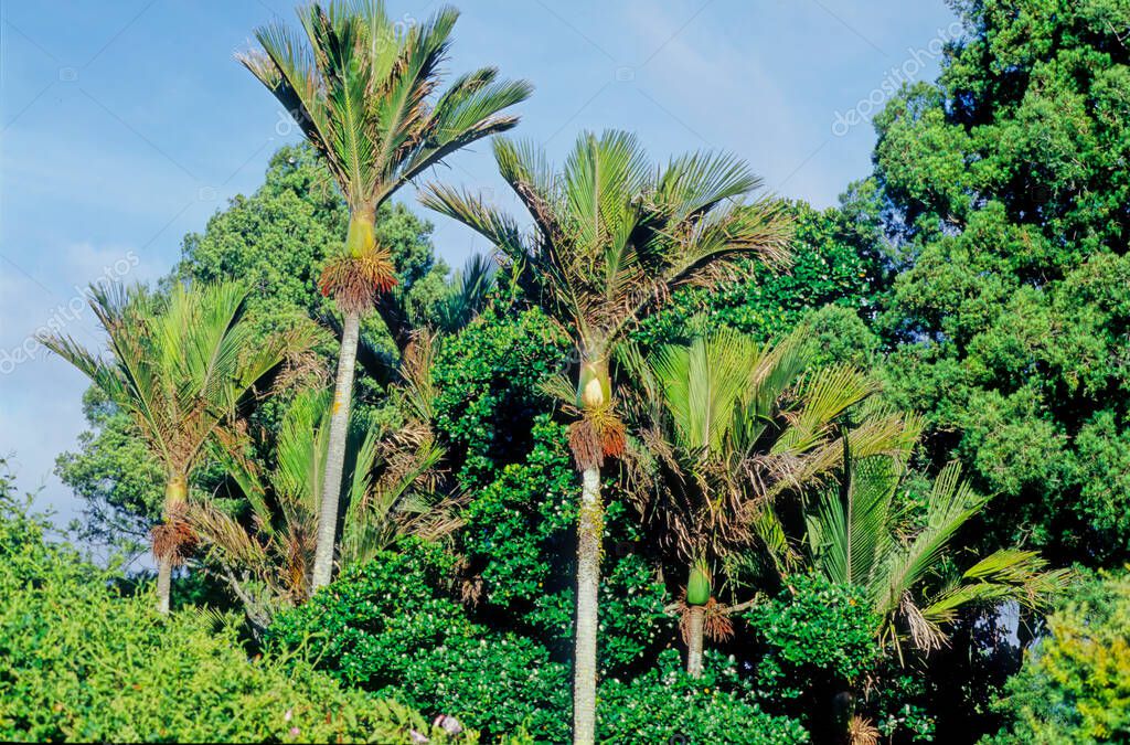 El alcatraces australasiático Morus serrator, también conocido como el ...