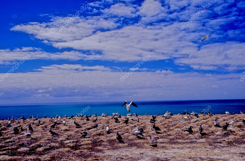 El alcatraces australasiático Morus serrator, también conocido como el ...