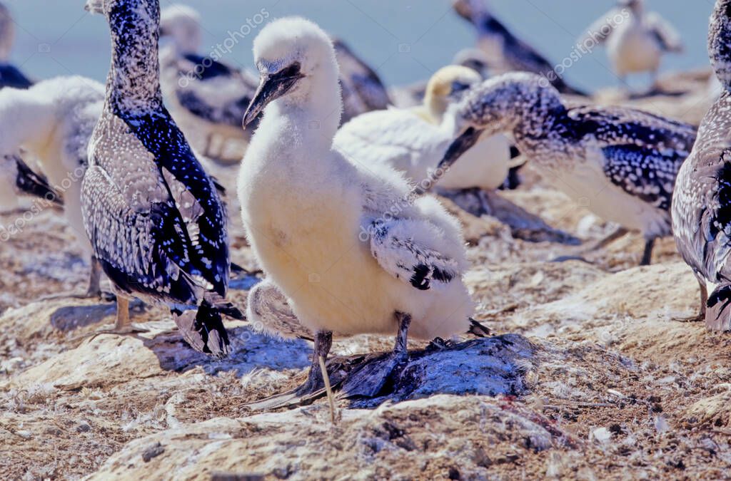 El alcatraces australasiático Morus serrator, también conocido como el ...