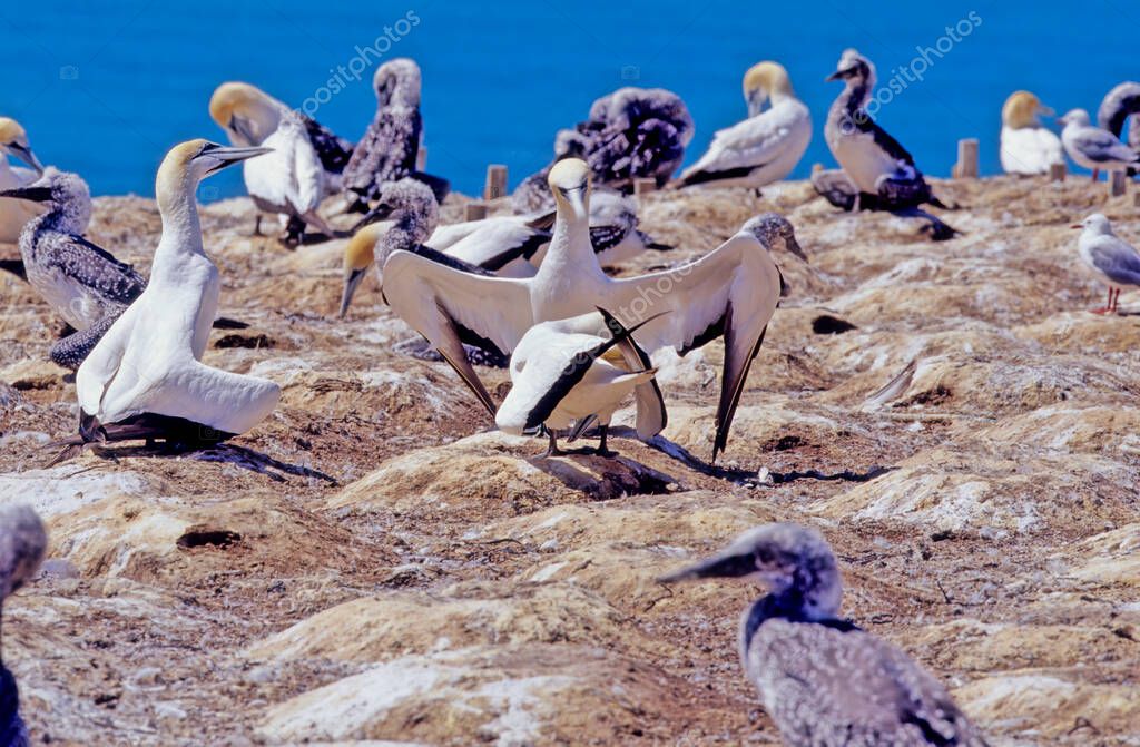 El alcatraces australasiático Morus serrator, también conocido como el ...
