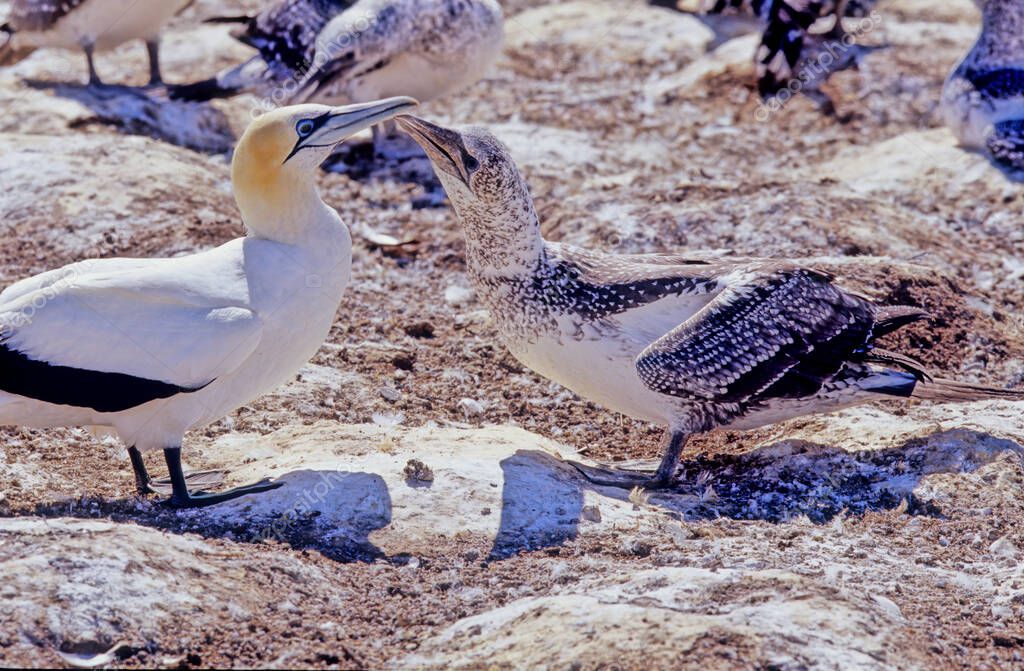 El alcatraces australasiático Morus serrator, también conocido como el ...