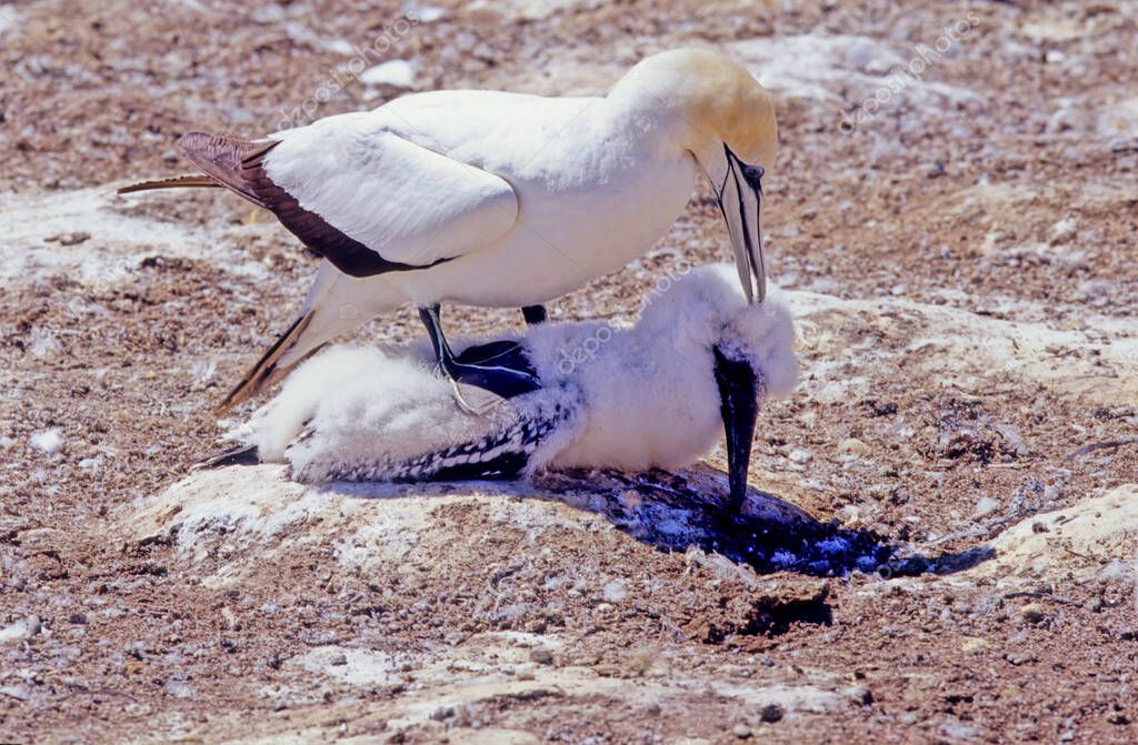 El alcatraces australasiático Morus serrator, también conocido como el ...