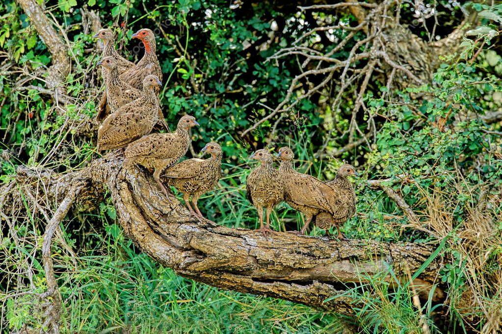 Pternistis swainsonii es una especie de ave paseriforme de la familia ...