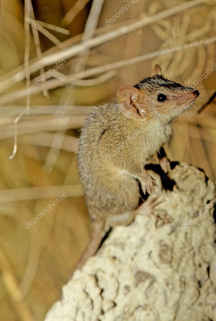 The common planigale (Planigale maculata), also known as the pygmy ...