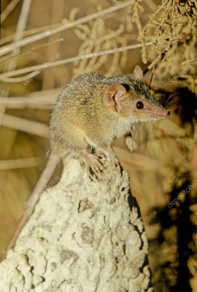 The common planigale (Planigale maculata), also known as the pygmy ...