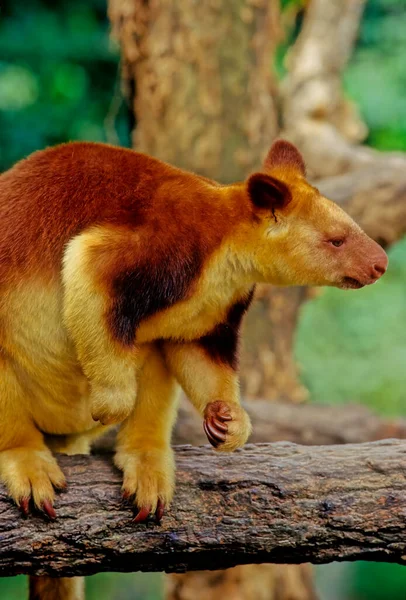 Tree kangaroo Stock Photos, Royalty Free Tree kangaroo Images ...