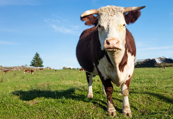 Big Cow - Stock Image - Everypixel