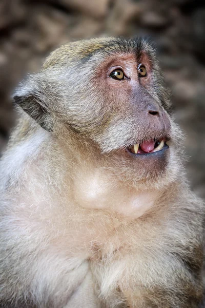 Funny monkey with a red lips — Stock Photo © watman #70254469