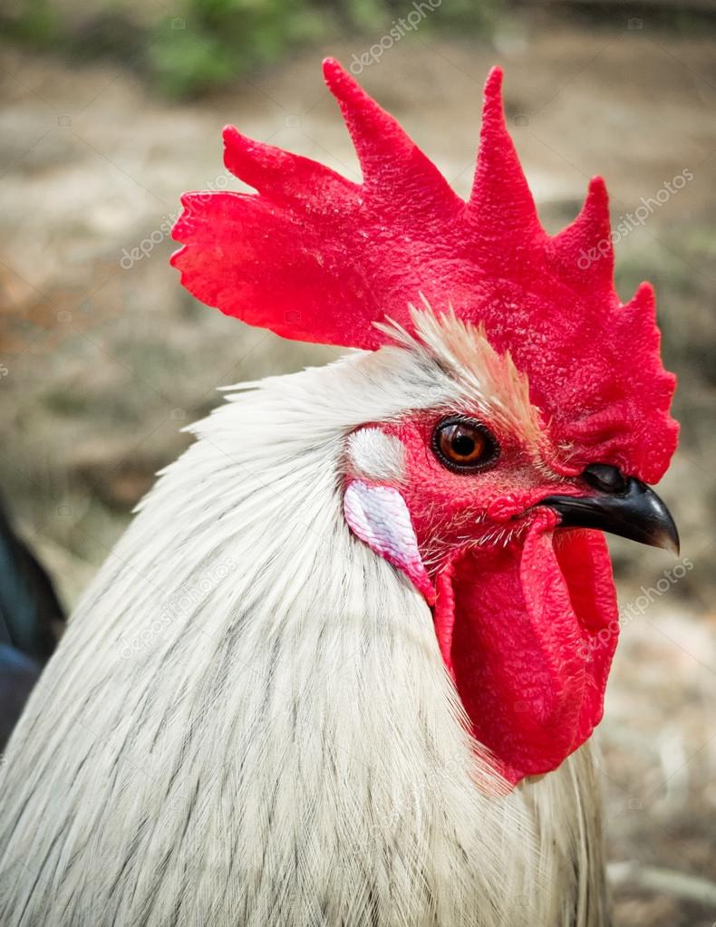 Rooster Head — Stock Photo © ttretjakov #50874523