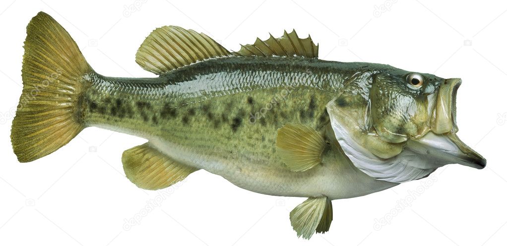 Largemouth bass isolated on white background — Stock Photo © Willard ...