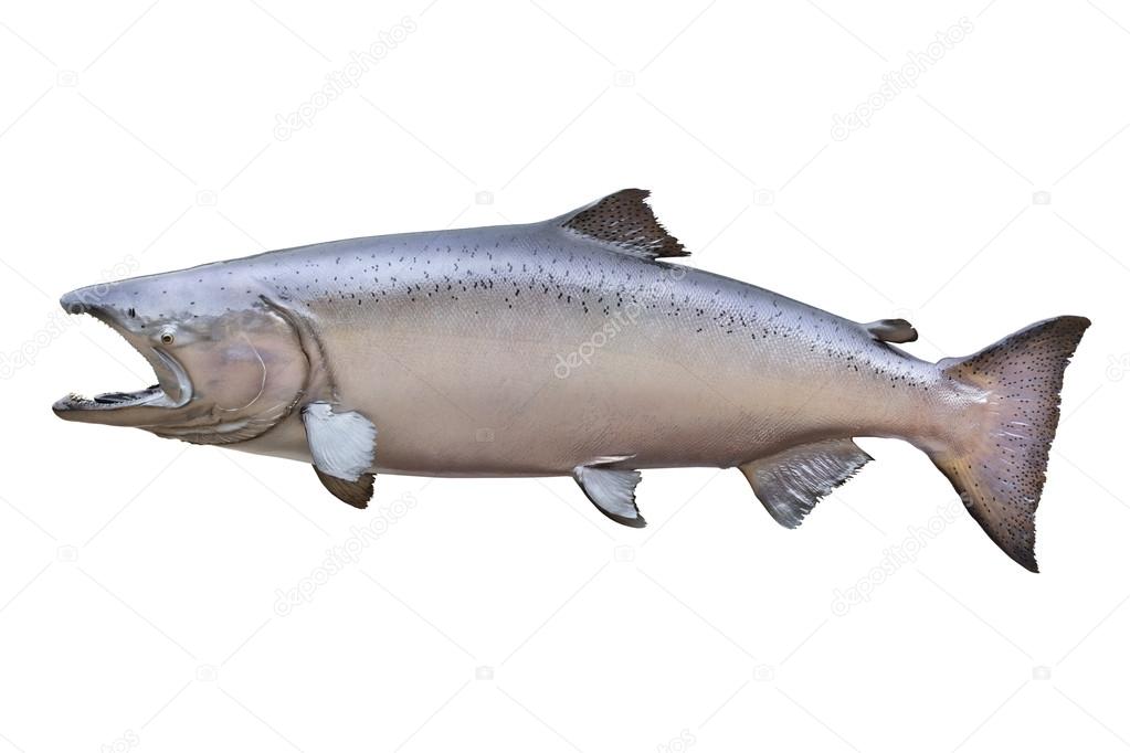 Gran rey o salmón chinook aislado en blanco — Foto de stock © Willard ...