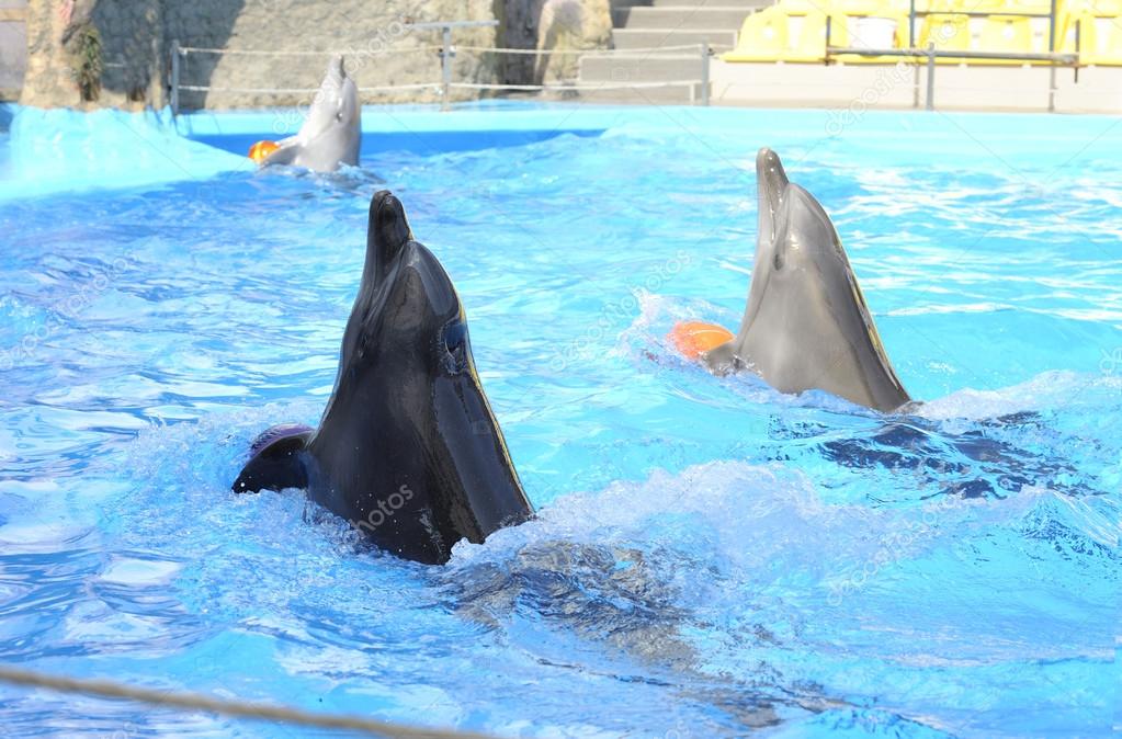 Dolphins playing in dolphinarium. Stock Photo by ©sval7 13710221