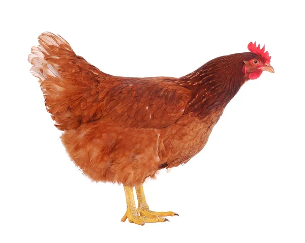 Hen isolated on white. ⬇ Stock Photo, Image by © sval7 #13827171