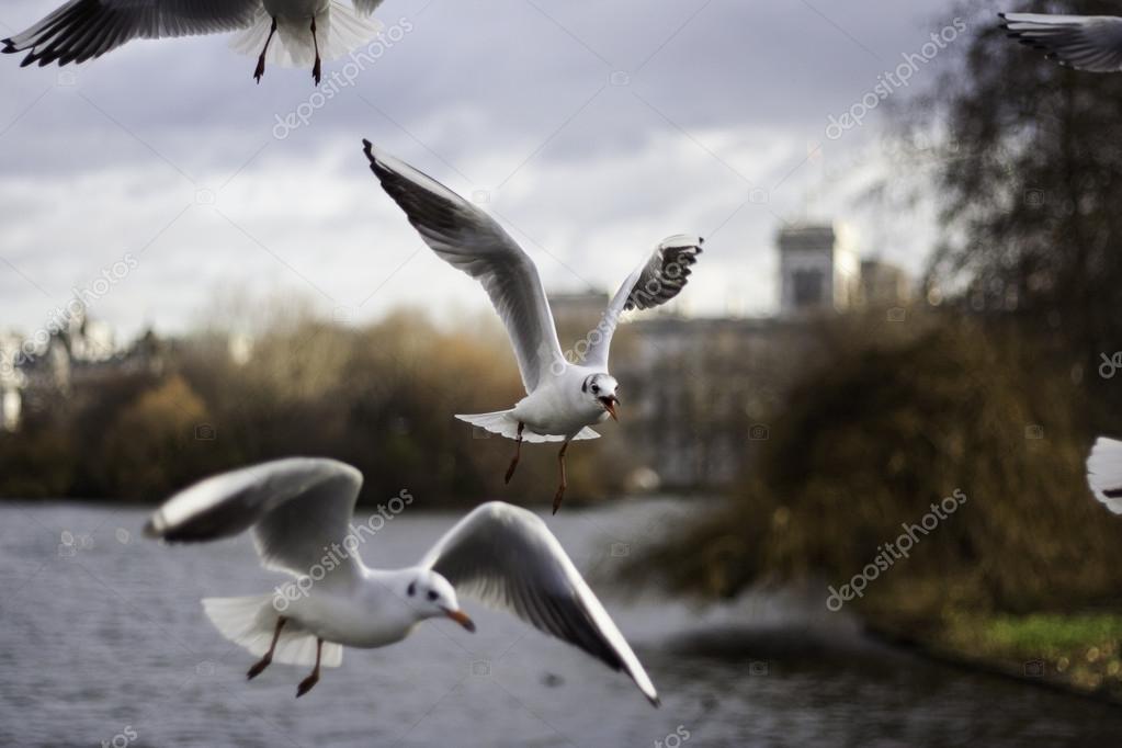 Flock of seagulls in flight — Stock Photo © jrock635 #13558941