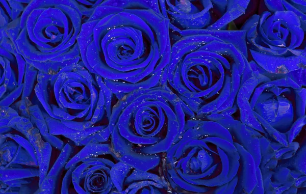 Blue roses as background - Stock Image - Everypixel