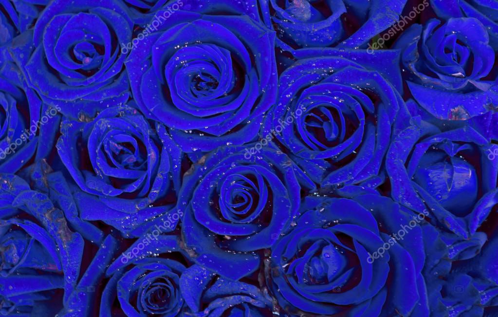 Dark Blue Roses Background