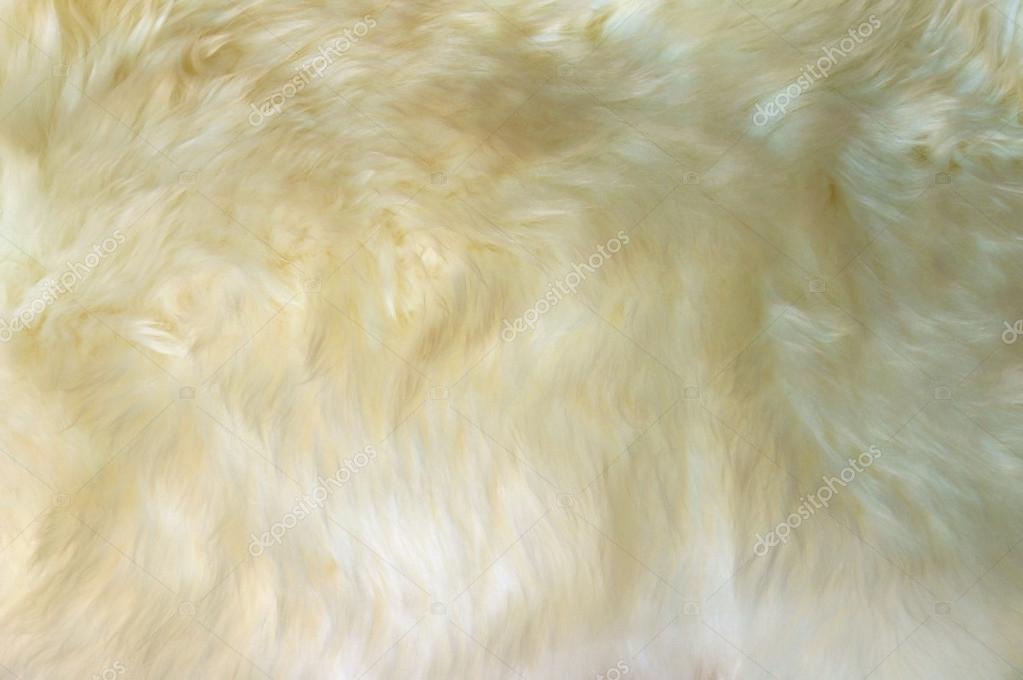 Luxurious wool texture from a white sheepskin rug Stock Photo by ...