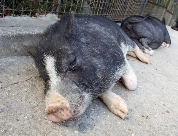 pigs sleep - Stock Image - Everypixel