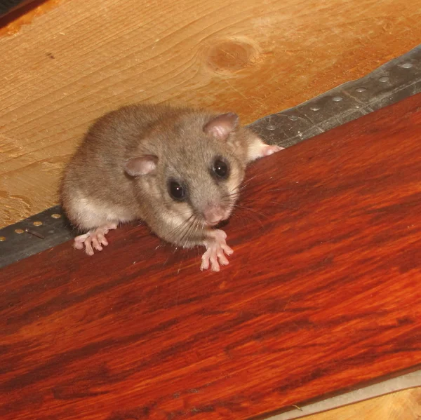 Dormouse Pictures, Dormouse Stock Photos & Images | Depositphotos®