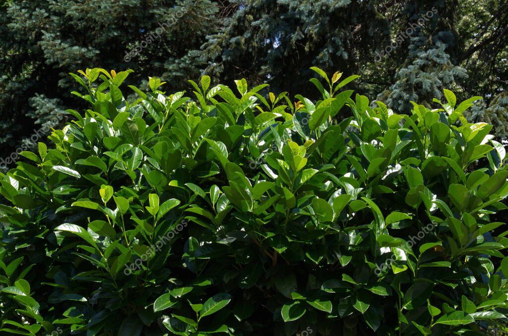 Una mirada a Prunus laurocerasus o laurel de cerezo, arbusto ...