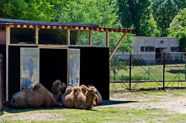 Camel house Stock Photos, Royalty Free Camel house Images | Depositphotos