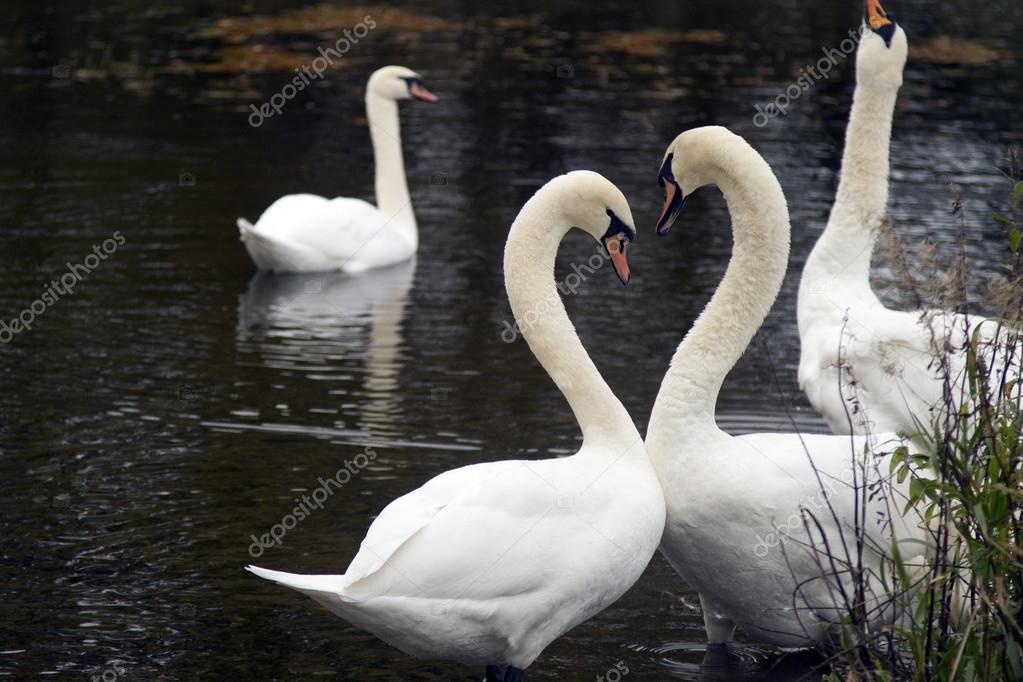 Swans Making A Heart In The Sunset