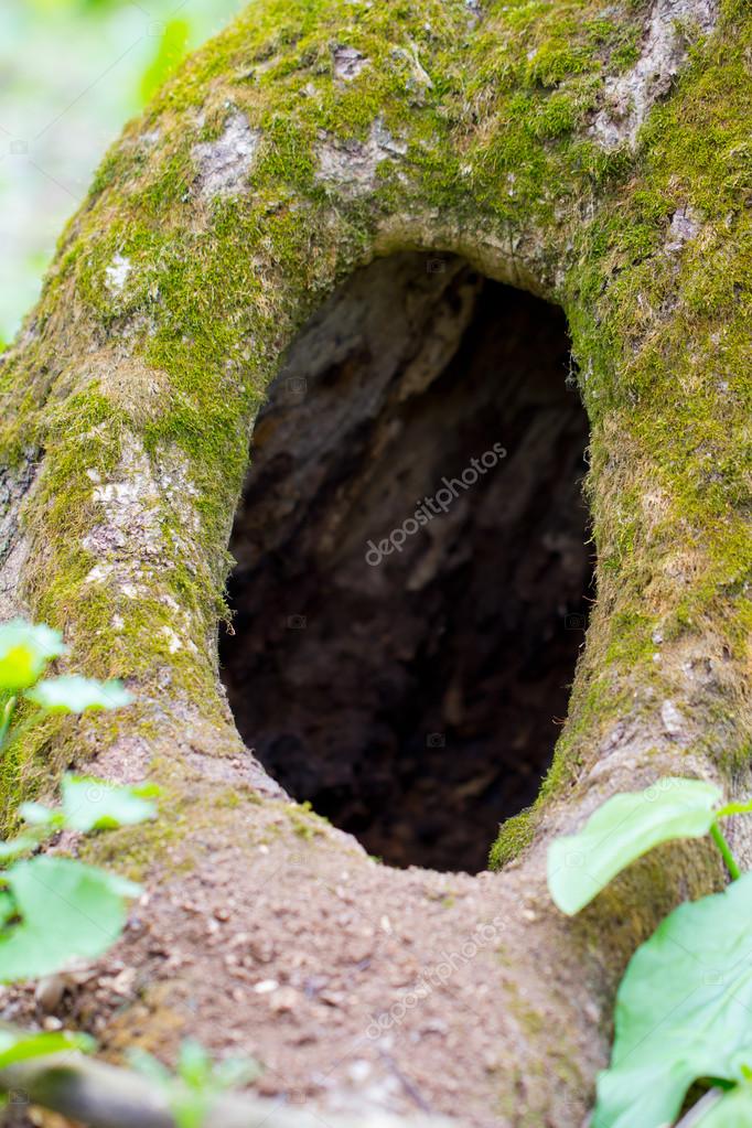 Trunk of tree with hole in the spirng forest — Stock Photo © euroshot ...