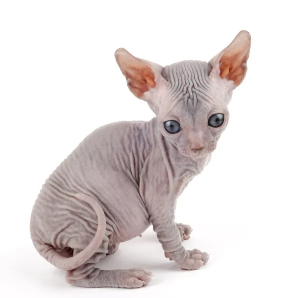 Sphynx kitten — Stock Photo © vlad_star #5424200