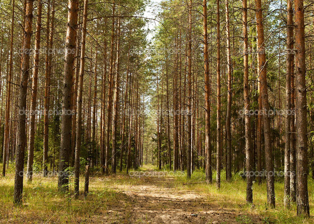 jesień las sosnowy — Zdjęcie stockowe © SkaZ_Ka #19118377