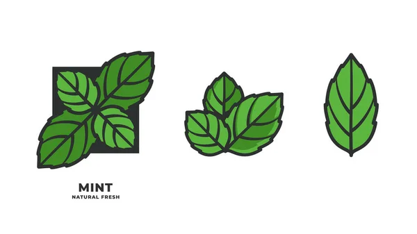 Mint Leaf Vector