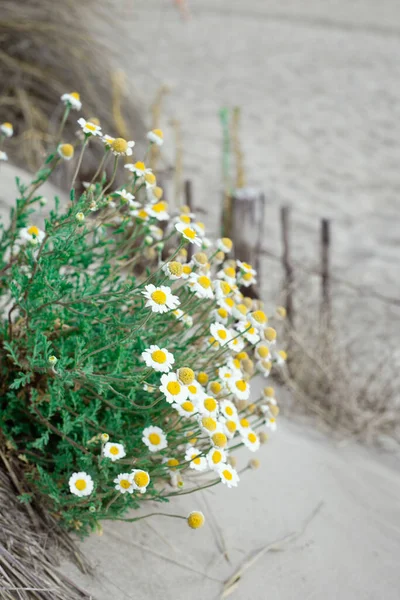 Beach daisy Stock Photos, Royalty Free Beach daisy Images | Depositphotos