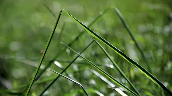 Houten gras Stock Photos, Royalty Free Houten gras Images | Depositphotos