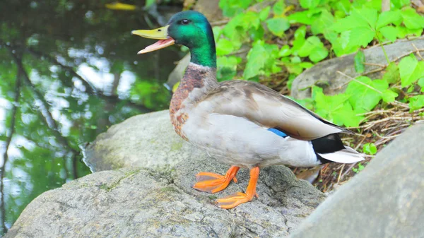 Pato de artista Stock Photos, Royalty Free Pato de artista Images ...