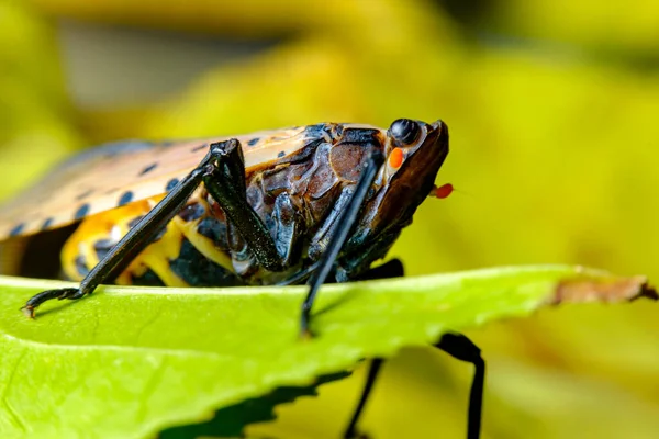 Dangerous insects Stock Photos, Royalty Free Dangerous insects Images ...