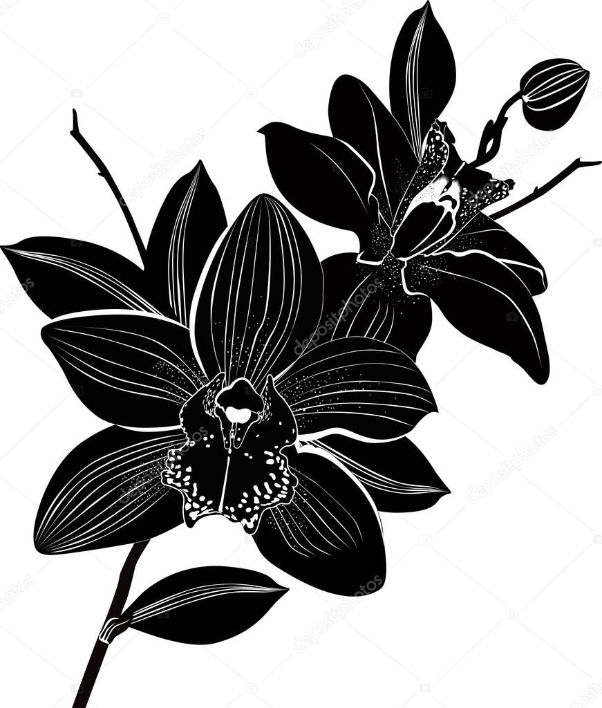 Orchids Flowers Stock Vector Image By ©weter777 19414411