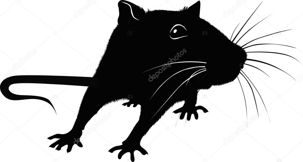 Animales de rata Vector de stock por ©weter777 21616471