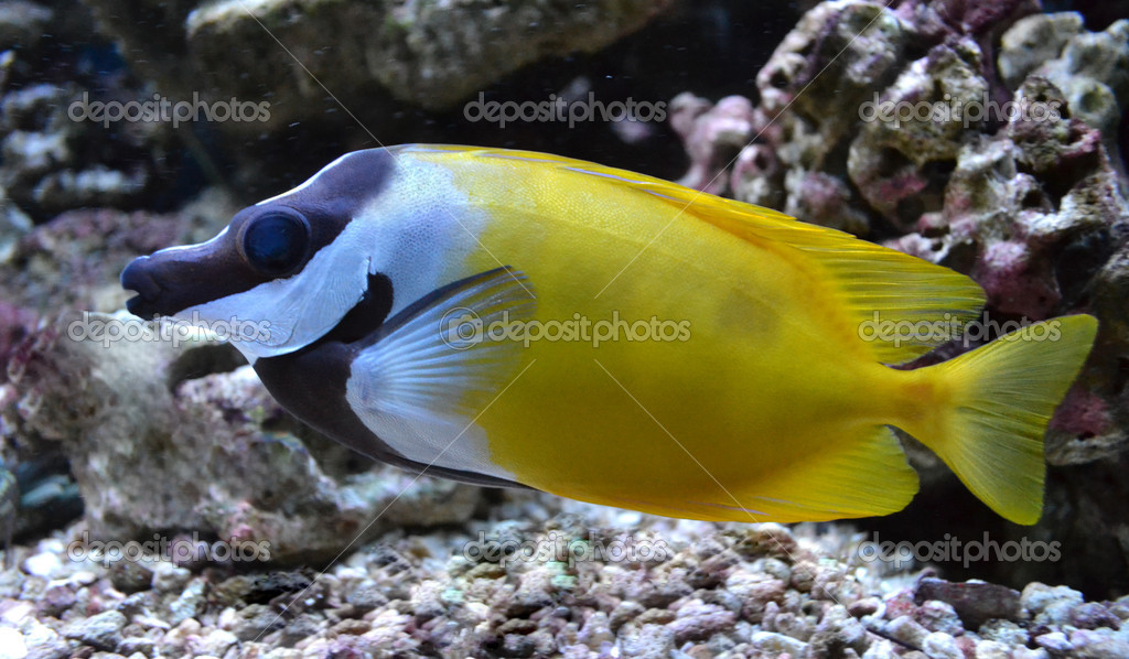 Pangasius de peixes de água salgada do aquário, peixes fox ...