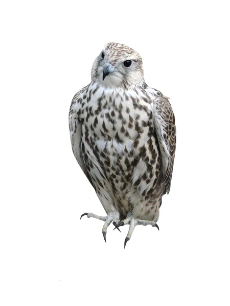 Falcon white background Stock Photos, Royalty Free Falcon white ...