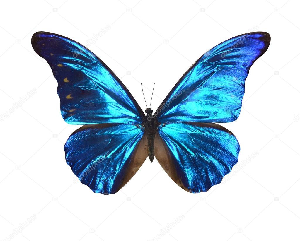 Blue butterfly Stock Photo by ©weter777 38030157
