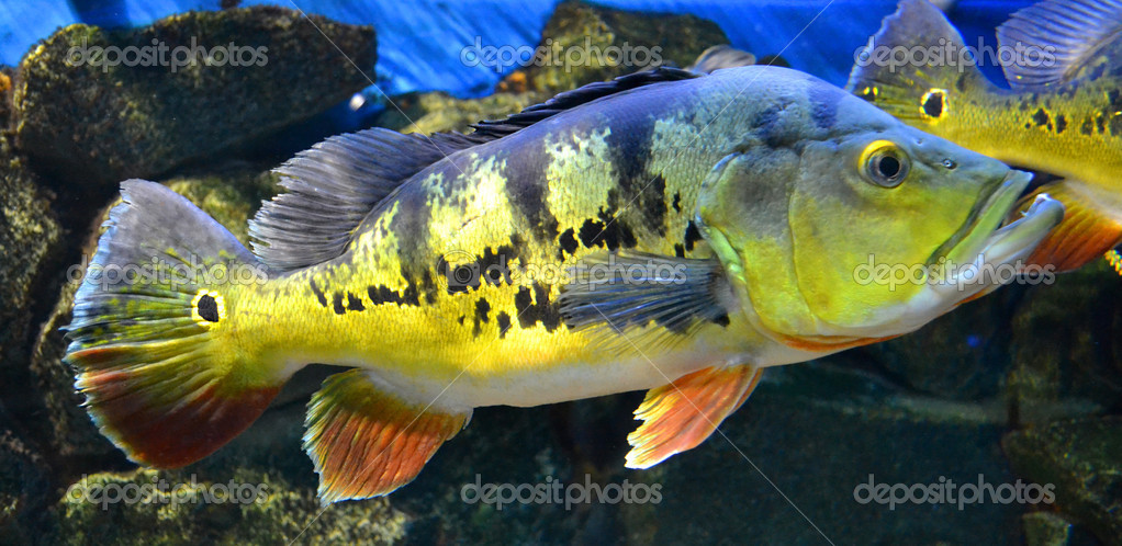 Peixe Garoupa de Tucunaré — Fotografias de Stock © weter777 #38086735