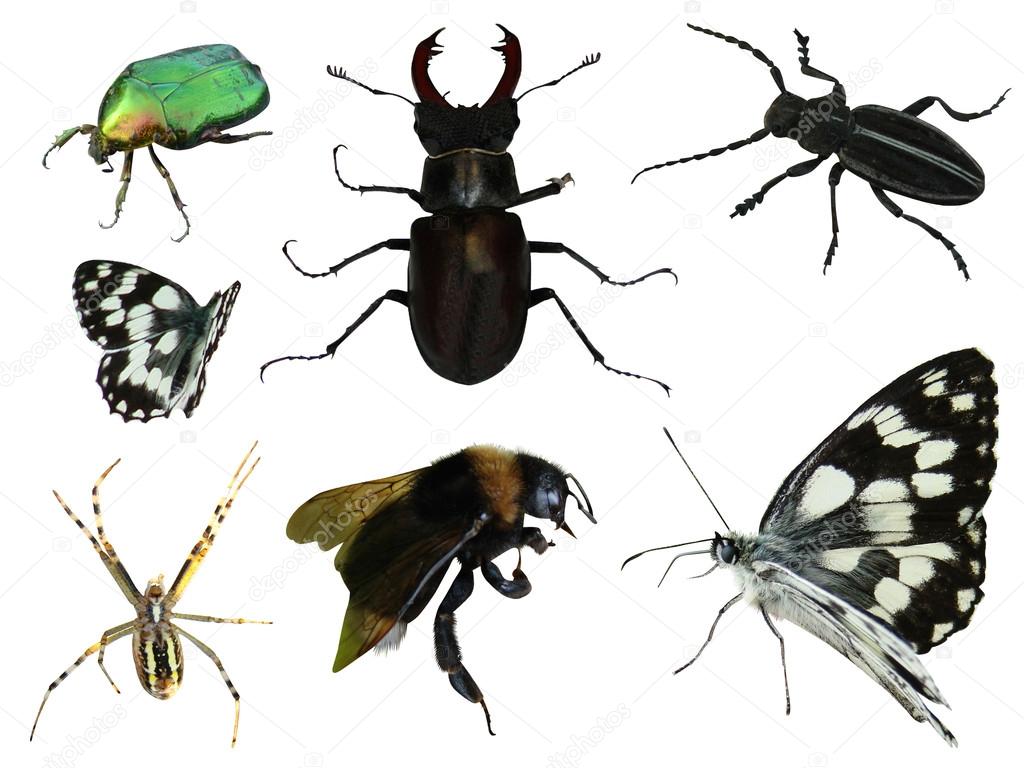 Set of insects — Stock Photo © weter777 #38144685